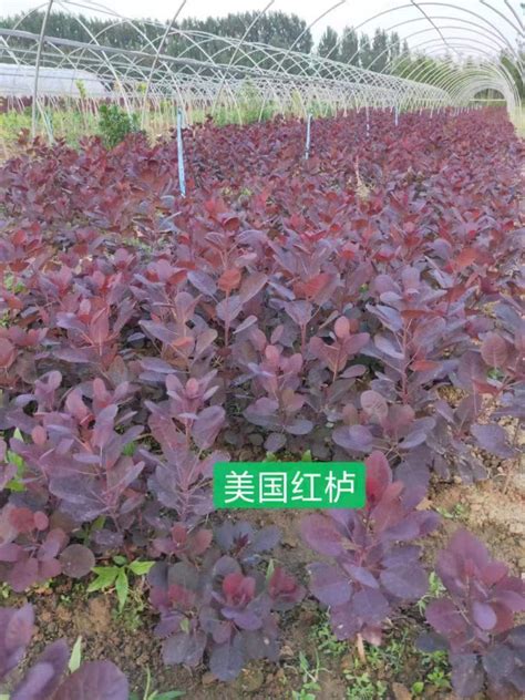 코티누스 코기그리아 로얄 퍼플 Smokebush 중국 수출업체