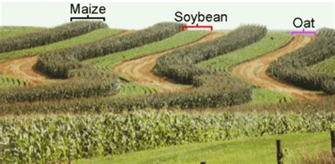 Mixed Cropping And Intercropping Difference With Examples