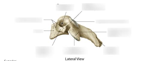 Osteology Head And Neck Diagram Quizlet