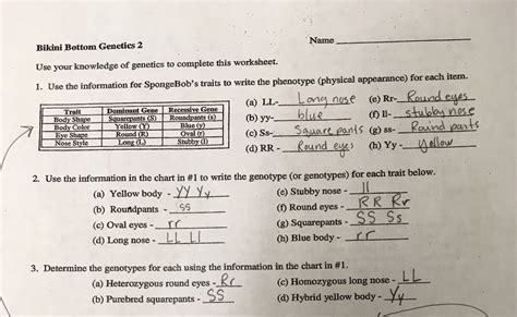 Genetics Worksheet Spongebob Genetics Answer Key Spongebob Genetics