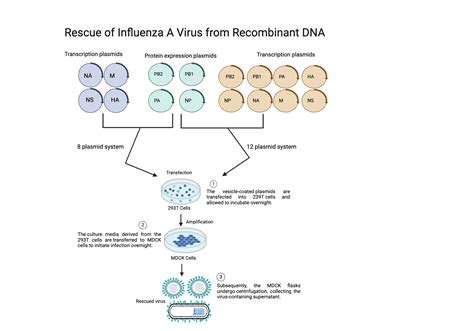 Rescue Of Influenza A Virus From Recombinant Dna Biorender Science