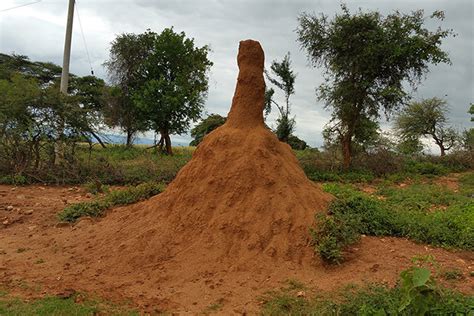 Termite Mound Africa
