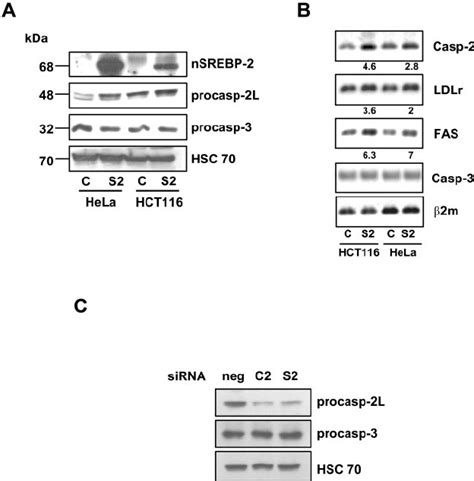 Nsrebp 2 Induces The Casp 2 Gene Hct116 And Hela Cells Were Infected