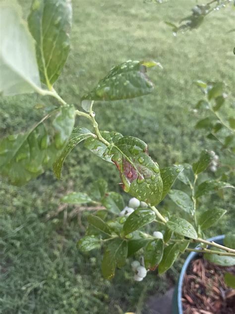Blueberry Leaves Are Turning Rust Colored Rberries
