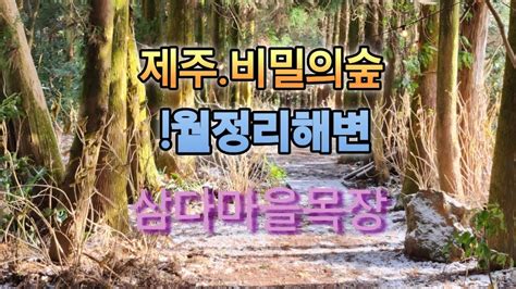 제주도 5일차비밀의 숲삼다마을 목장점심 이화성 중국 맛집월정리 해변제주 자연사박물관윤쓰차박 20250128 Youtube