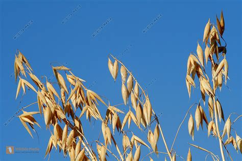 Hafer Bilder - Wildlife Media Bildagentur - Natur und Umwelt im Bild