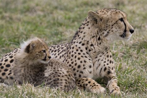 Cheetah Cubs Celebrate Springs Arrival At The Smithsonian Flickr
