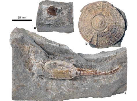 Fossil Remains Of Potential Inoceramid Predators From The Mid Upper