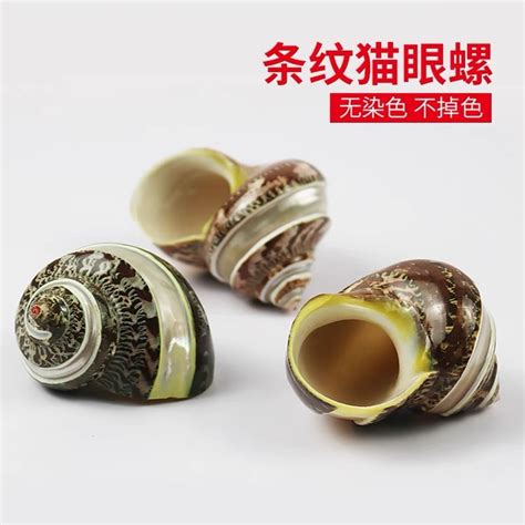 Hermit Crab Shells Natural Shopee Malaysia