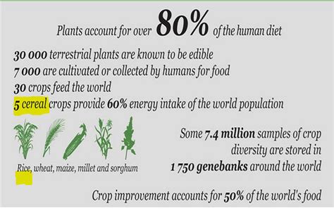 Simulation Model For Wheat Rice Maize By Using Dssat Researchgate