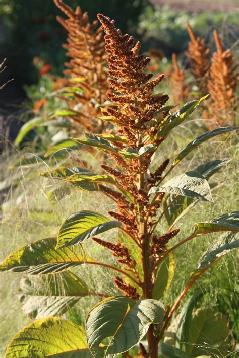 Amaranth ‘hot Biscuits Zaden Kopen Biologische Zaden Lottta
