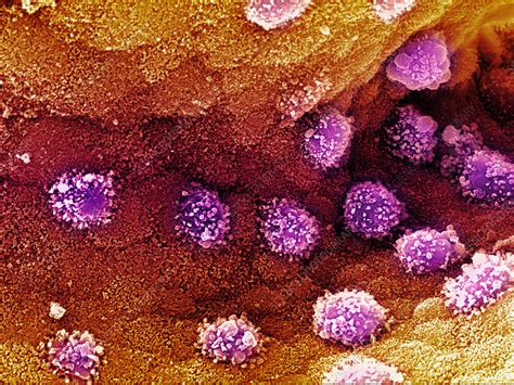 Colon Goblet Cells Sem Stock Image P560 0152 Science Photo Library