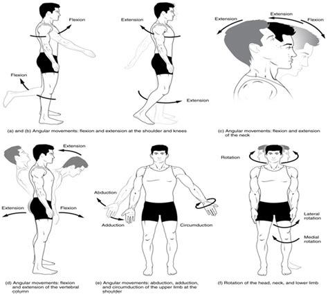11 10 Types Of Body Movements SBV Fundamentals Of Anatomy And Physiology