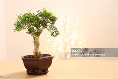 나무 테이블에 냄비에 아름 다운 분재 나무 텍스트를 위한 공간 0명에 대한 스톡 사진 및 기타 이미지 0명 나무 녹색 Istock