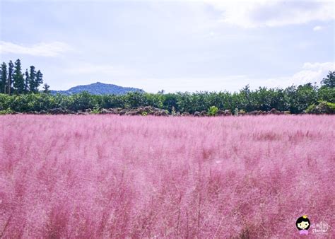 제주도 핑크뮬리 시기 명소 카페 같았던 제주 중문 고등어쌈밥 네이버 블로그