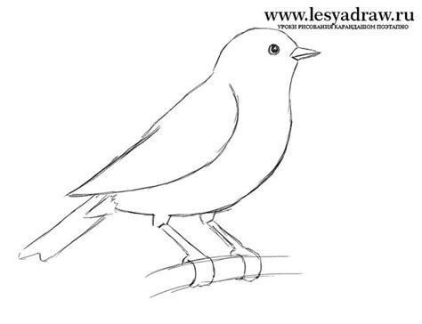 Как нарисовать синицу синичку карандашом поэтапно Эскизы животных Искусство птицы Рисунки