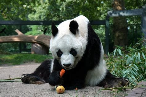 10 Oldest Pandas In The World
