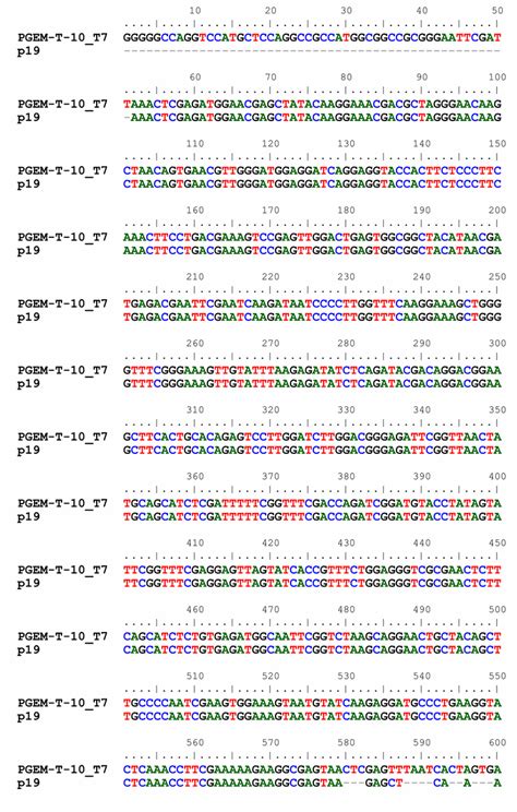 Sequence Of P19 Gene Resulted From Cloning With Pgem T Easy Download