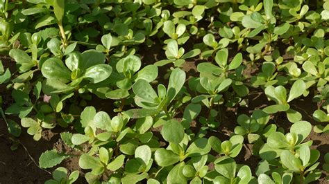 The Poisonous Purslane Look Alike Youll Want To Prevent From Entering