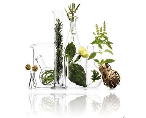 植物提取物在畜禽无抗饲料中的展望 湖南赛禾生物科技有限公司