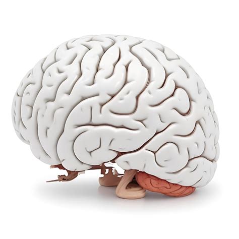 Premium Photo Human Internal Organ With Brain