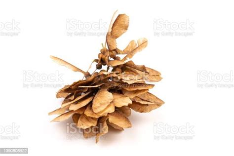 흰 배경에 고립 된 아무르 단풍 나무 에이서 지날라의 잘 익은 씨앗 0명에 대한 스톡 사진 및 기타 이미지 0명 10월