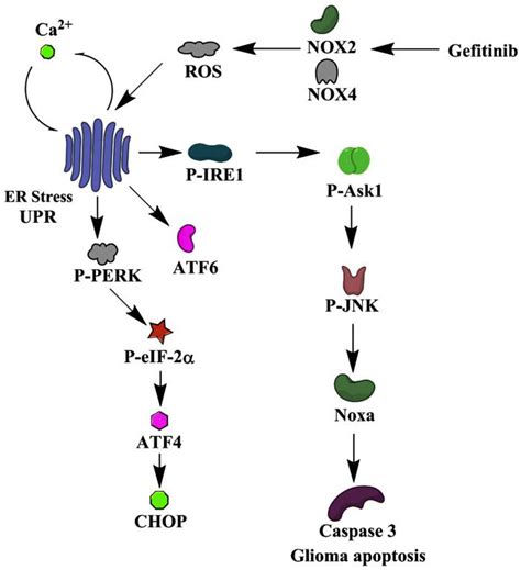 Endoplasmic Reticulum Stress Contributes To Gefitinib Induced Apoptosis