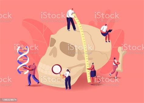 인류학 공부 거대한 인간의 두개골을 측정하는 작은 문자 뼈와 Dna 나선형을 수행 구석기 연구 인류학에 대한 스톡 벡터 아트 및