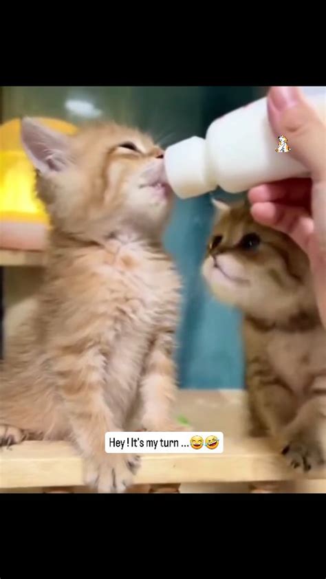 Funnytails 😂😂 Funnycat Funnycats Catsofinstagram