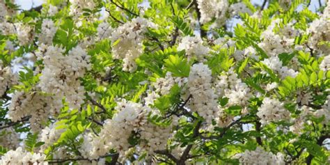 Types Of Locust Trees A Comprehensive Guide EcoWut