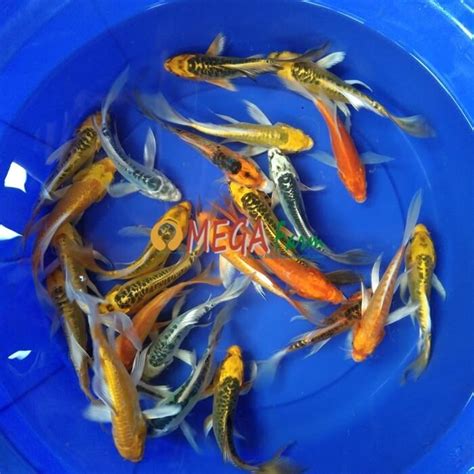 Jual Bibit Ikan Koi Kohaku Sanke Showa Shiro Harga Murah