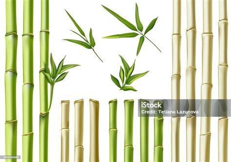 현실적인 대나무 스틱 녹색과 갈색 가지 줄기와 잎을 3d 자연 식물 속 이빈 지팡이 아시아 대나무 에코 장식 벡터 세트 대나무