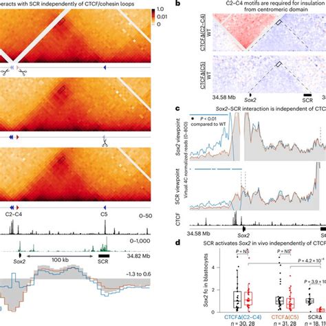 scr is required for sox2 expression in epiblast cells a chi c 1d