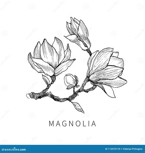 墨水、铅笔、木兰孤立叶子和花 线艺术透明背景 手拉的自然绘画 向量例证 插画 包括有 艺术 花卉 113475110