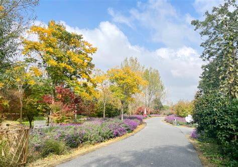 秋色叶树种进入观赏期金山这里色彩斑斓美如画 澎湃号政务 澎湃新闻 The Paper