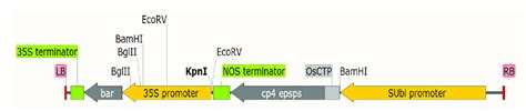 diagram of t dna for expressing cp4 epsps and bar genes lb the left