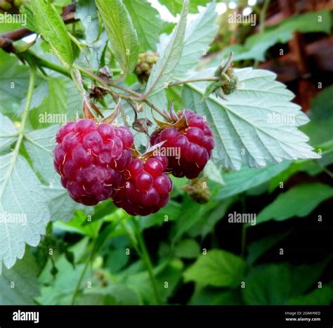 Raspberry Berries On The Bushes Growing Organic Berries Closeup Ripe