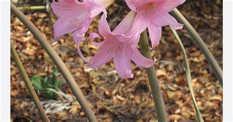 Naked Lady Bulbs For Free In Santa Cruz CA For Sale Free Nextdoor