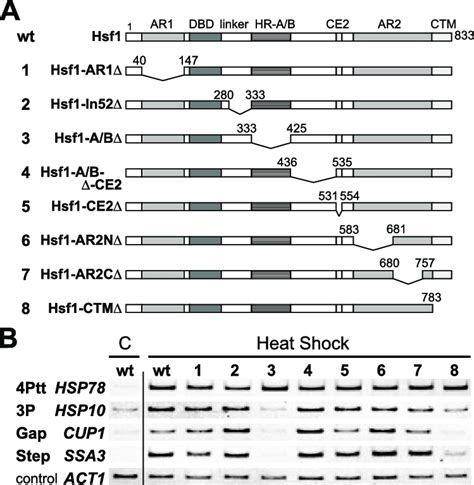 Heat Induced Transcription Mediated By Hsf1 Deletion Derivatives A