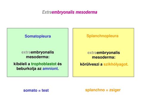 Gastrulatio 3 Hét Dr Szél Ágoston Semmelweis Egyetem Ppt Letölteni