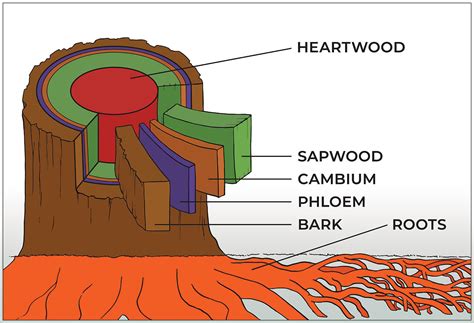 What Lies Beneath Anatomy Of Redwoods Save The Redwoods League