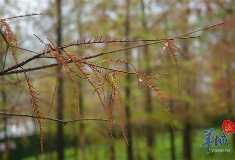 大美广东Autumn is officially here in Guangzhou广州官宣入秋秋色正当时