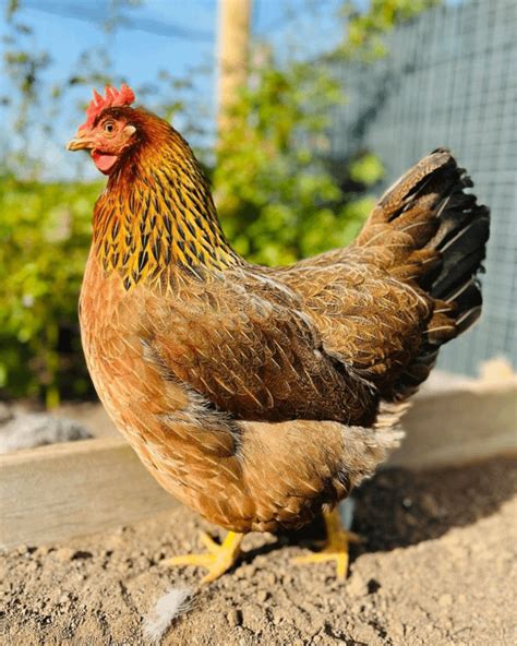 Shes Lost A Lot Of Weight Since Having Her Chicks But She Still Looks