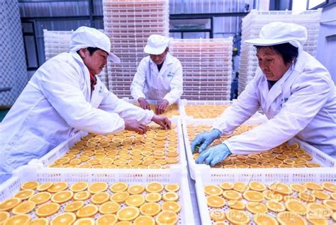 湖北秭归：脐橙产业助乡村振兴 人民图片网