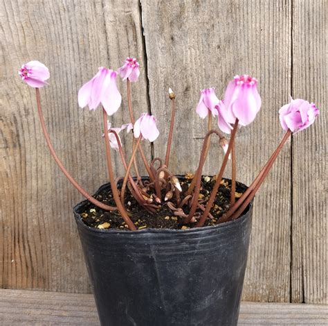 未使用原種シクラメン ヘデリフォリウム スターゲイザー Cyclamen hederifolium Stargazer Bの落札