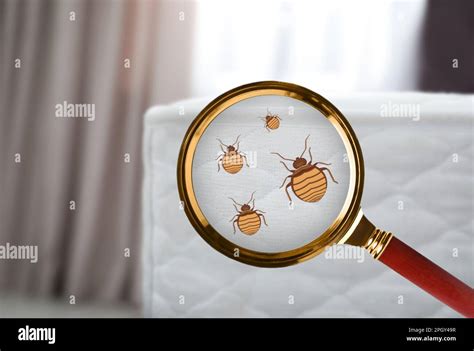 Magnifying Glass Detecting Bed Bug On Mattress Closeup View Stock