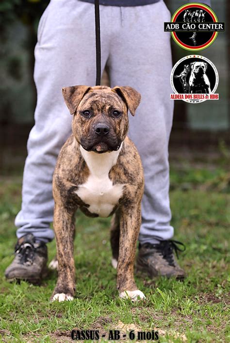 Cassus Hameau Des Bulls