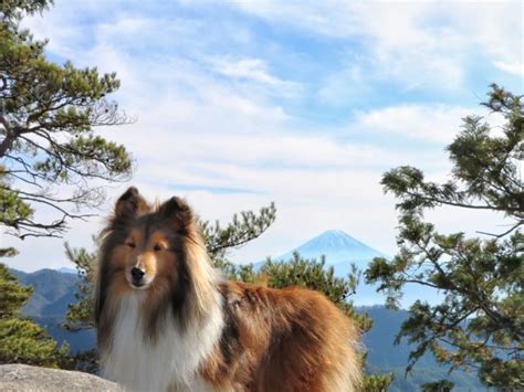 昇仙峡ロープウェイ山頂駅展望台 犬OK弥三郎岳 昇仙峡 に登ったよ Withわん 愛犬お出かけ口コミクチコミサイト