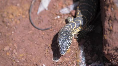 A Young Monitor Lizard With Yellow Markings Pokes Out Its Fork Tongue