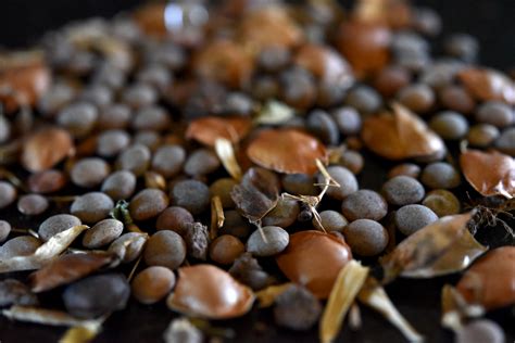 Pardina Spanish Brown Lentil Lens Culinaris